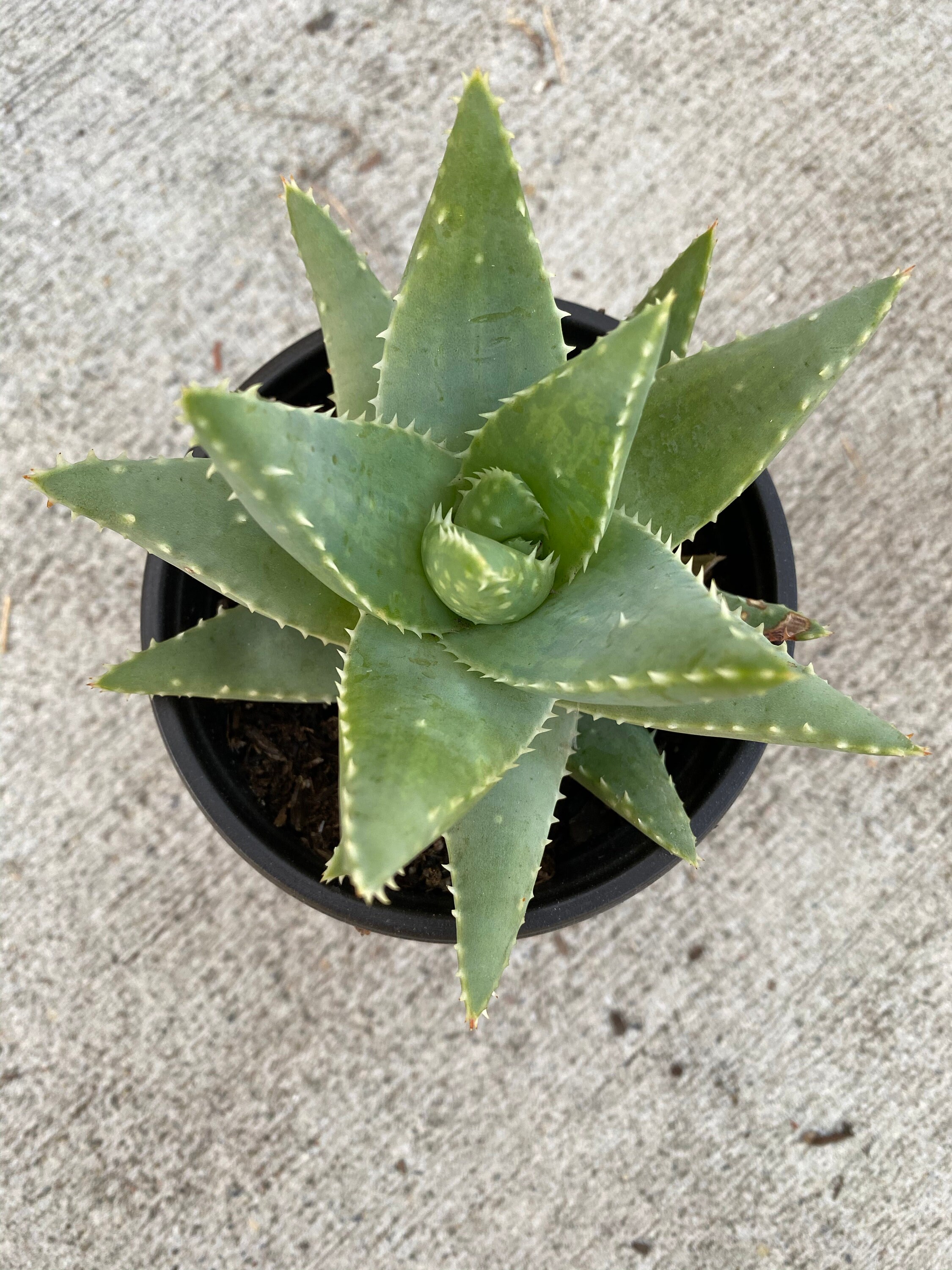 4 Aloe Brevifolia Alligator Crocodile Plant Rooted - Etsy