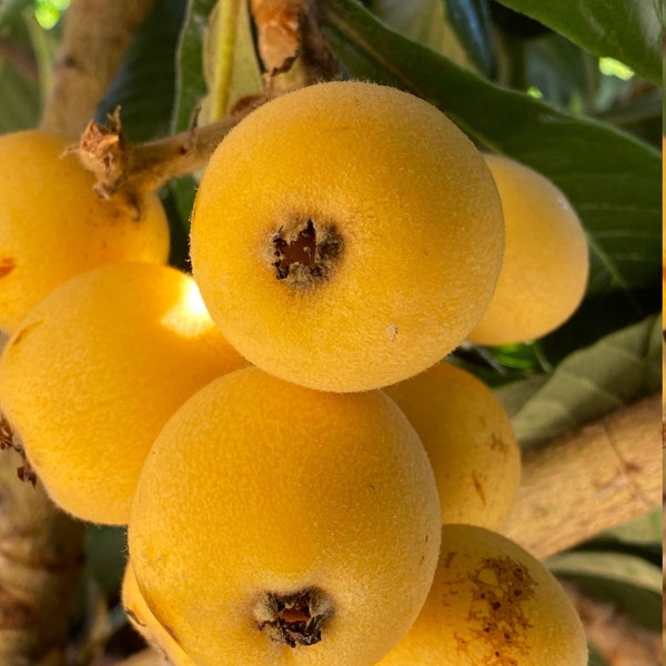 Loquat - Etsy