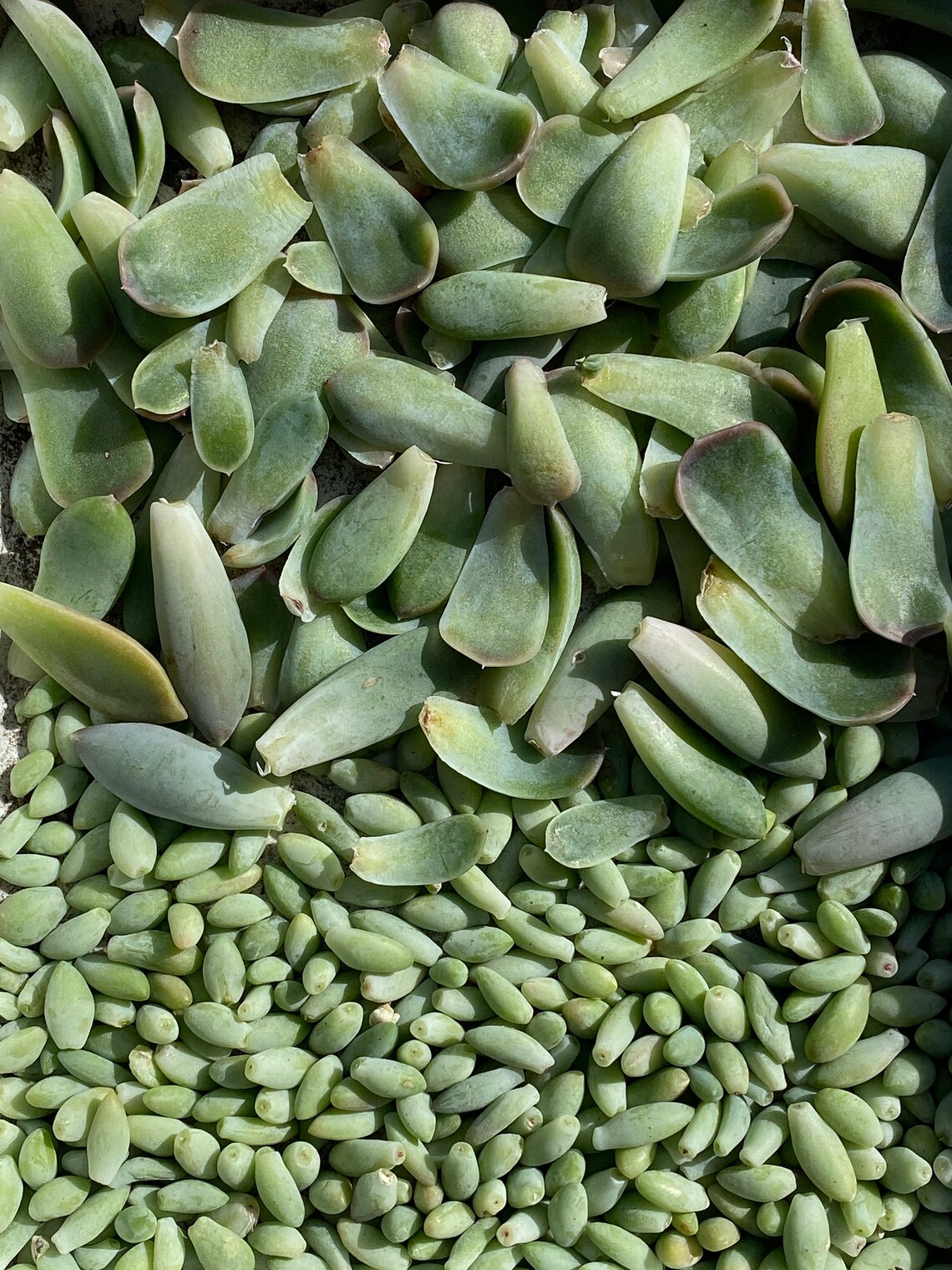15/25/50/100/150 Assorted Succulent Leaves for Propagation | Etsy