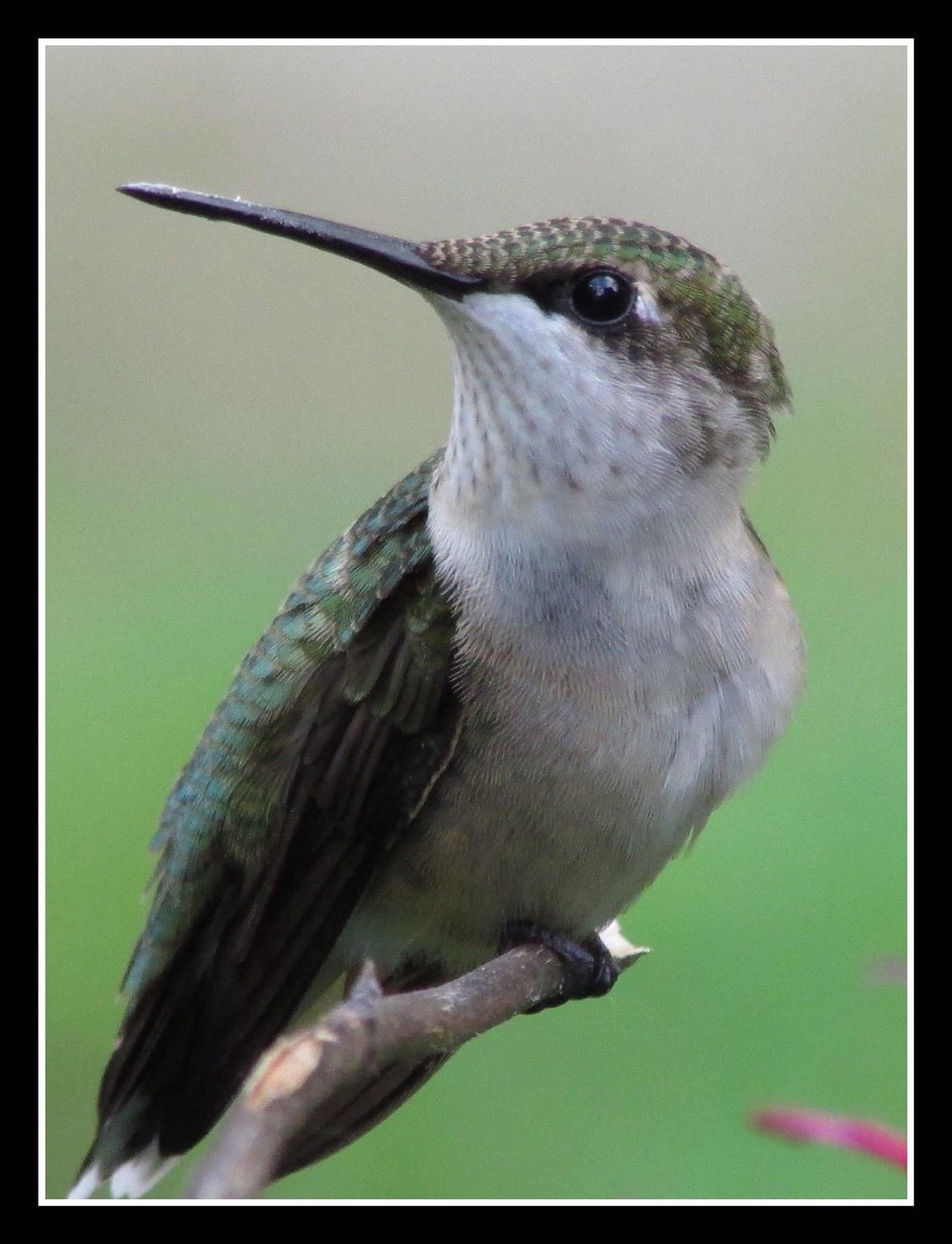 Hummingbird Profile - Etsy