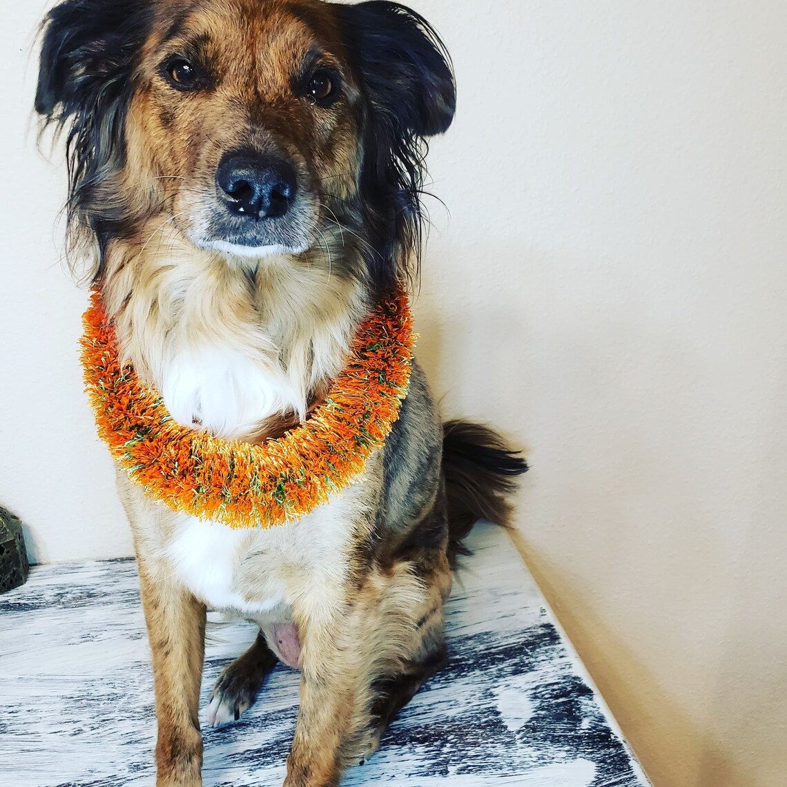 Orange & Green Handmade Authentic Dog Lei - Etsy
