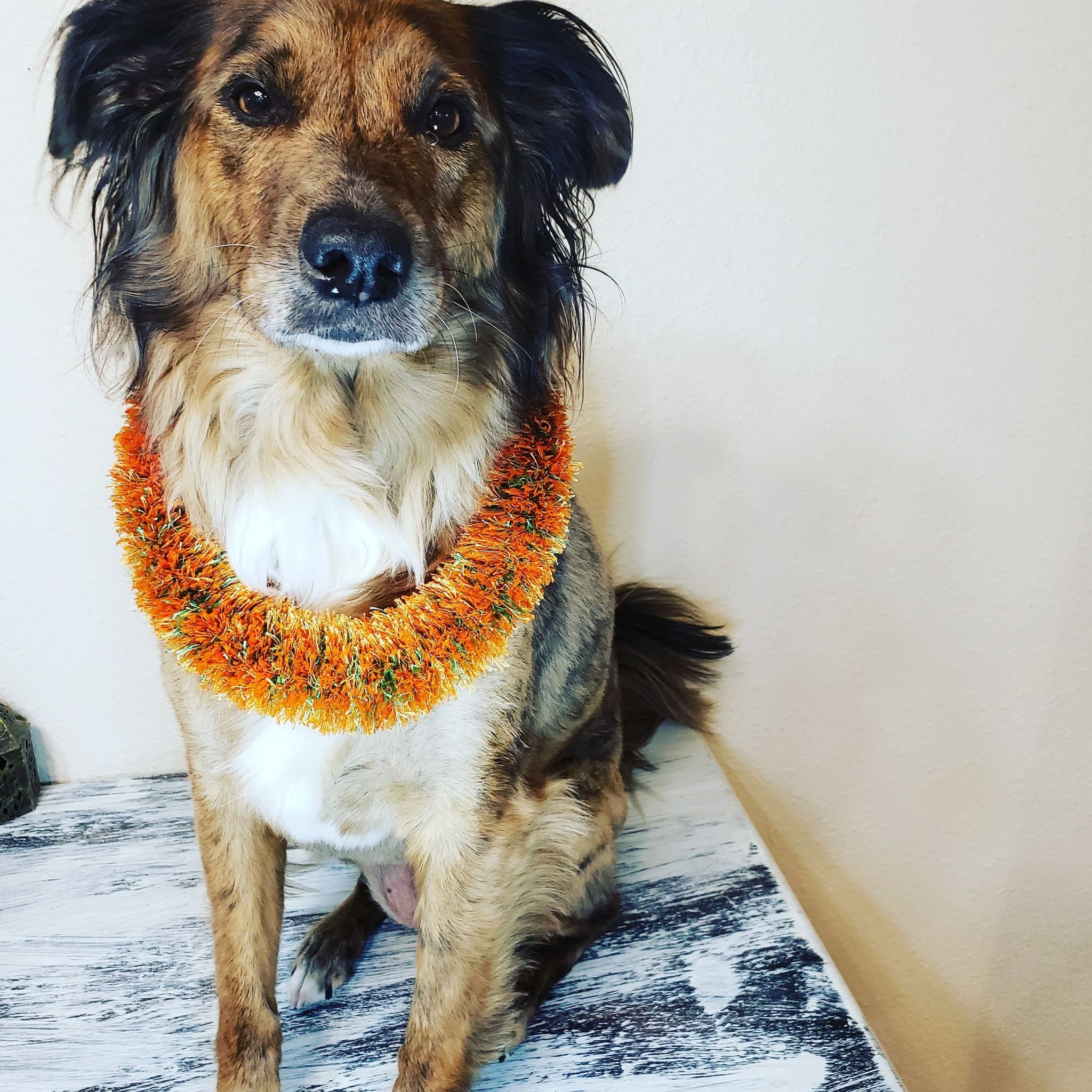 Orange & Green Handmade Authentic Dog Lei - Etsy