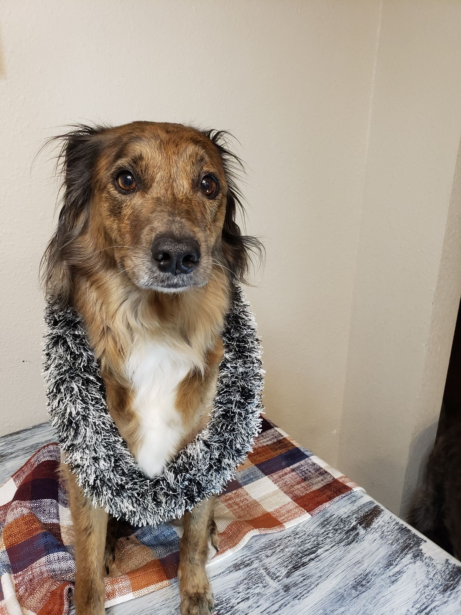 Hawaiian Dog Lei - Etsy