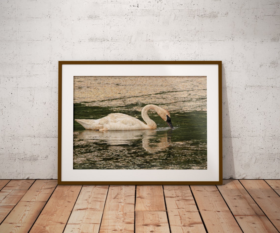 Swan Print Wall Art Photography Wall Decor Prints Canvas Home Decor Art ...