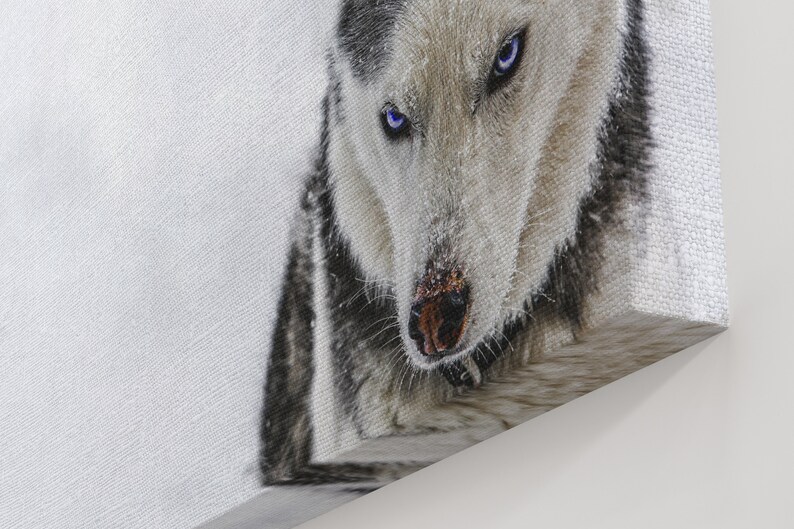 Siberian Husky Print Wall Art Photography Wall Decor - Etsy UK