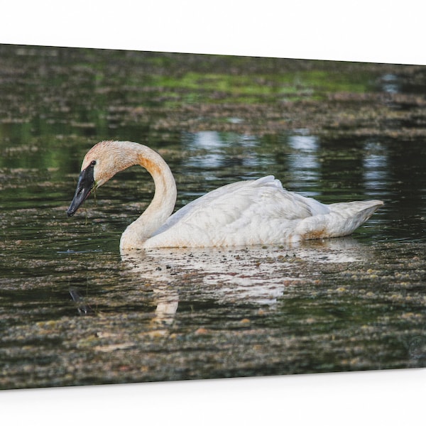 Swan Print - Etsy