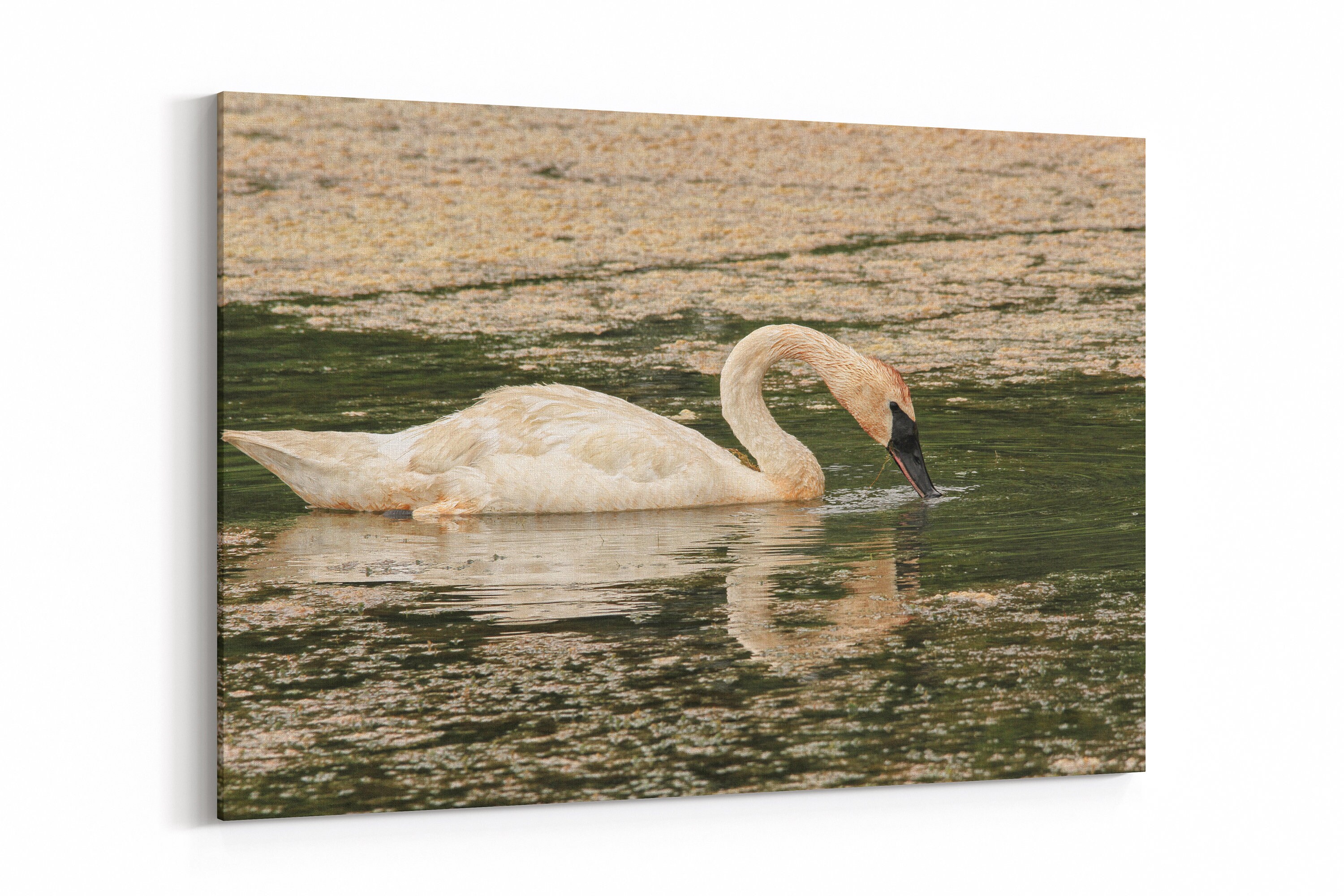 Swan Print Wall Art Photography Wall Decor Prints Canvas Home Decor Art ...