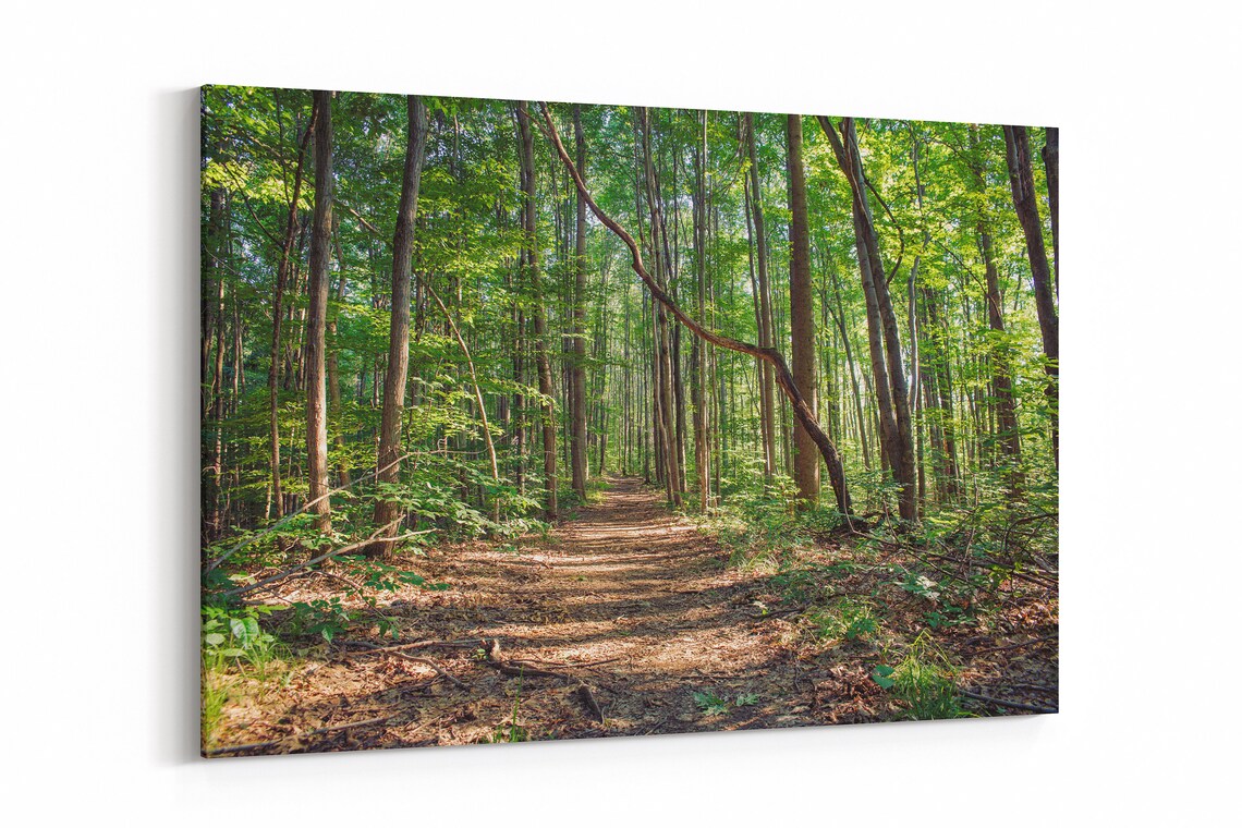 Forest Print | Wall Art | Photography | Wall Decor | Prints | Canvas ...