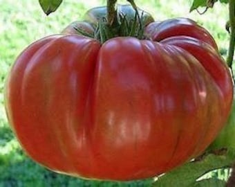 Brandywine Red Tomato Seeds Organic Heirloom - Etsy