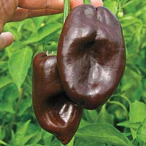 Mulato Isleno Pepper Seeds - Etsy