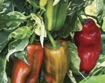 Rare Candy Cane Chocolate Cherry Sweet Bell Pepper Seeds, Variegated Foliage, Hybrid Capsicum ...