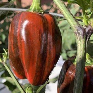 Chocolate Cherry Candy Cane Pepper Seeds - Etsy