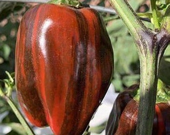 Rare Candy Cane Chocolate Cherry Sweet Bell Pepper Seeds, Variegated Foliage, Hybrid Capsicum ...