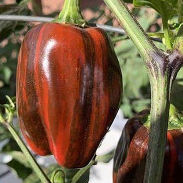 Chocolate Cherry Candy Cane - Etsy