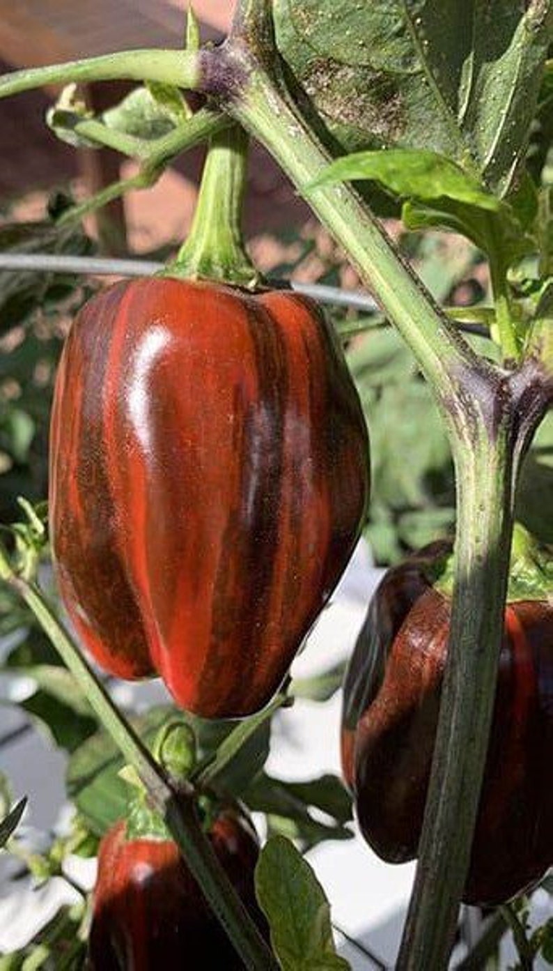 Candy Cane Chocolate Cherry Pepper - EMSEKFLOL.COM