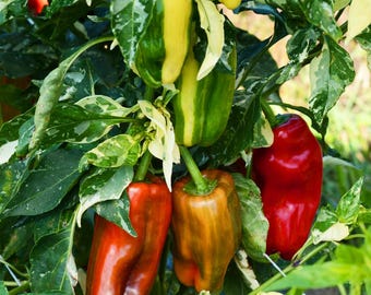 Rare Candy Cane Chocolate Cherry Sweet Bell Pepper Seeds, Variegated ...