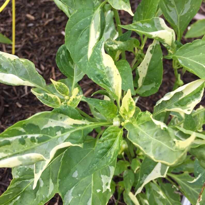 Candy Cane Pepper Seeds - Etsy