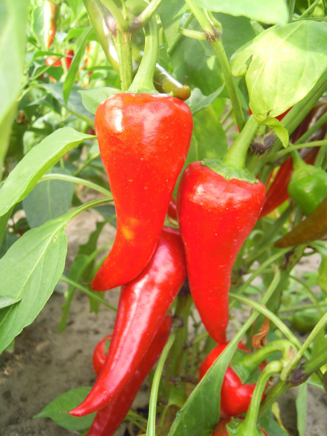 Cyklon Pepper Seeds - Etsy