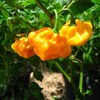 Lesya Sweet Pepper Seeds - Etsy