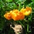 Lesya Sweet Pepper Seeds - Etsy
