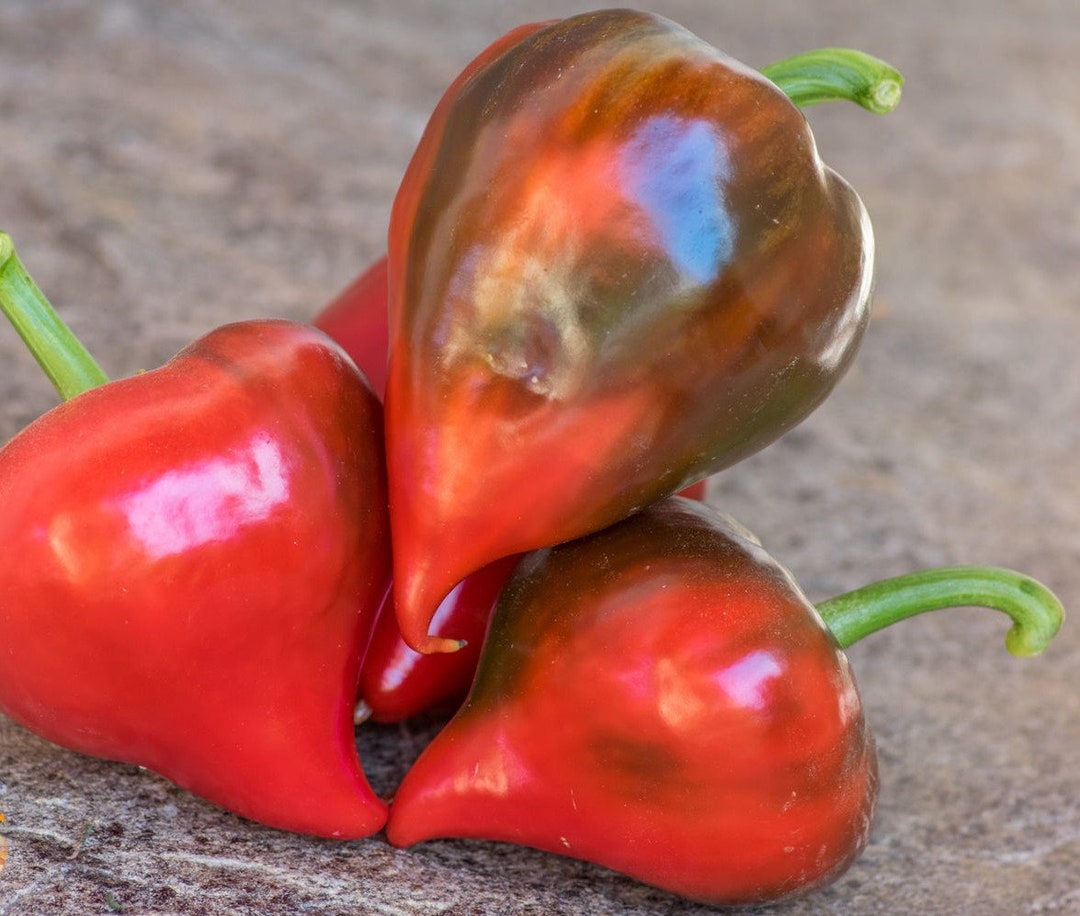 Lesya Sweet Pepper Seeds - Etsy