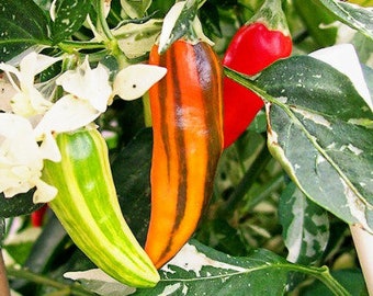 Jigsaw Pepper Premium Seed Packet - Etsy