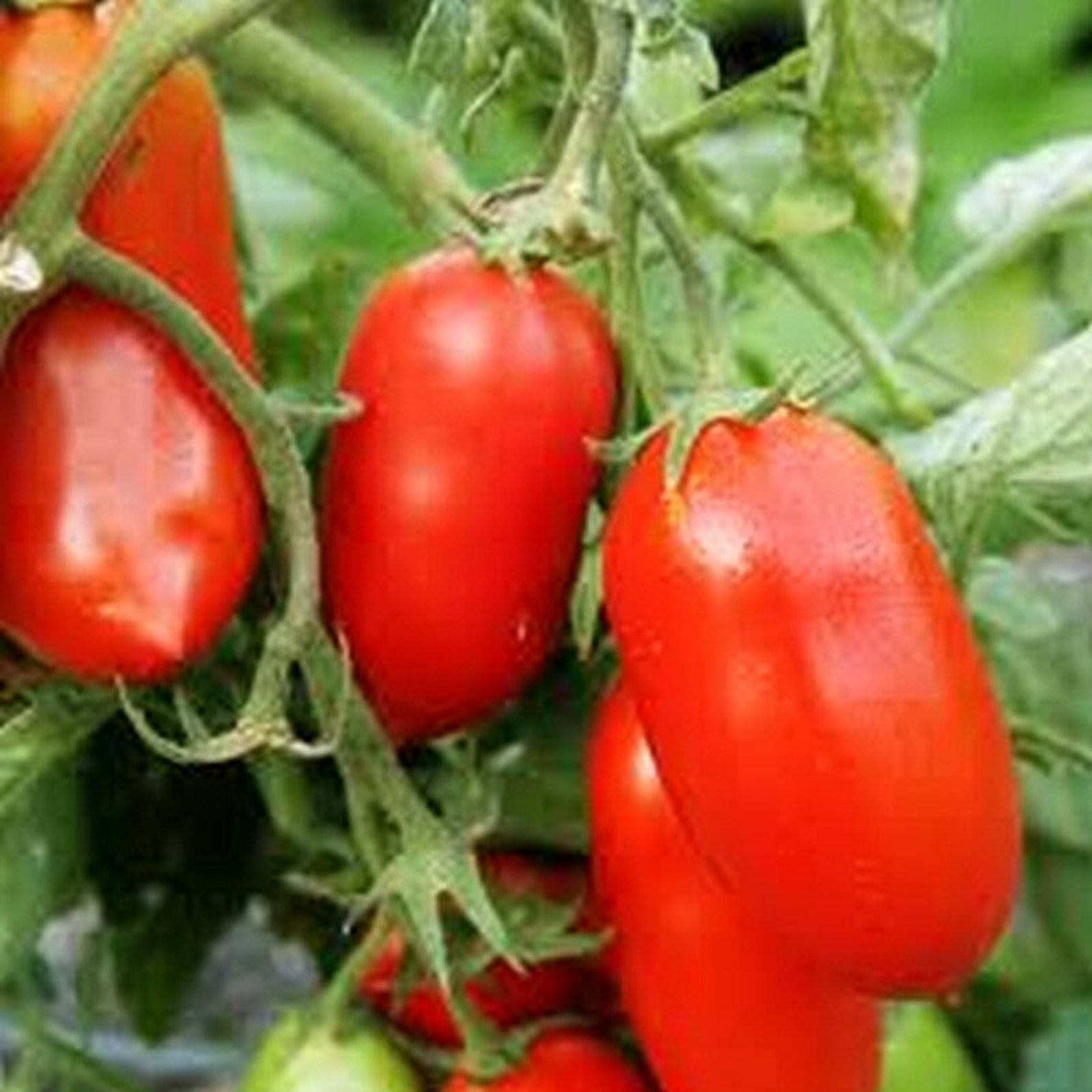 Roma Tomato Seeds - Etsy