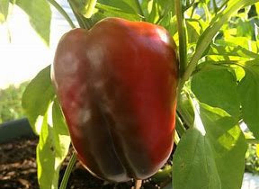 Sweet Chinese Giant Bell Pepper Seeds - Etsy