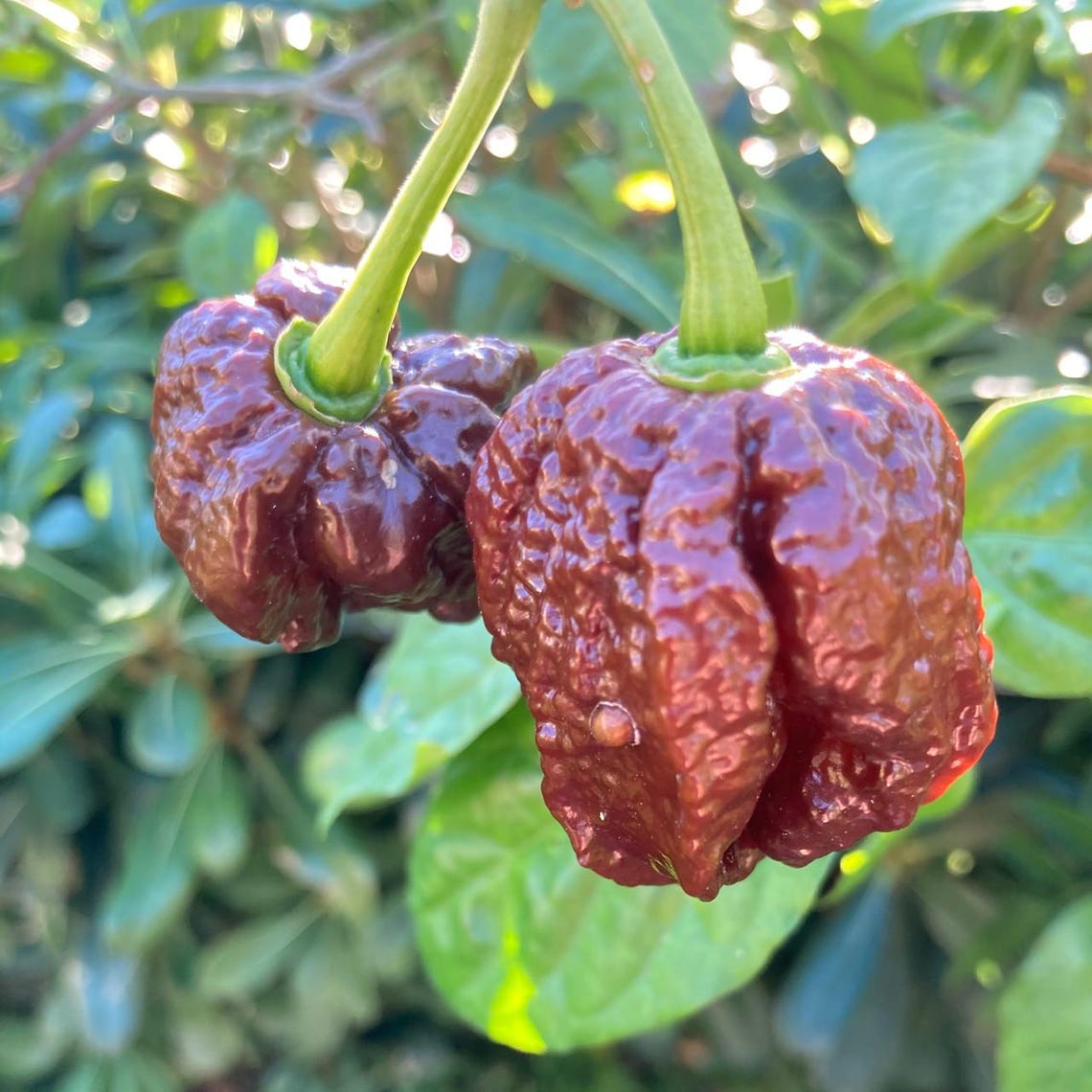 7 Pot Chocolate Brain Strain Pepper Seeds - Etsy