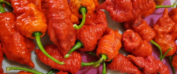 Death Spiral Pepper Seeds - Etsy