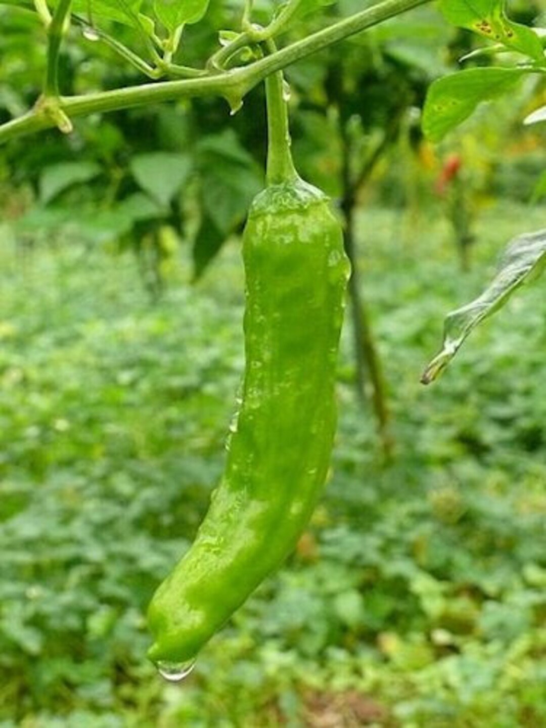 Italian Pepperoncini Pepper Seeds - Etsy