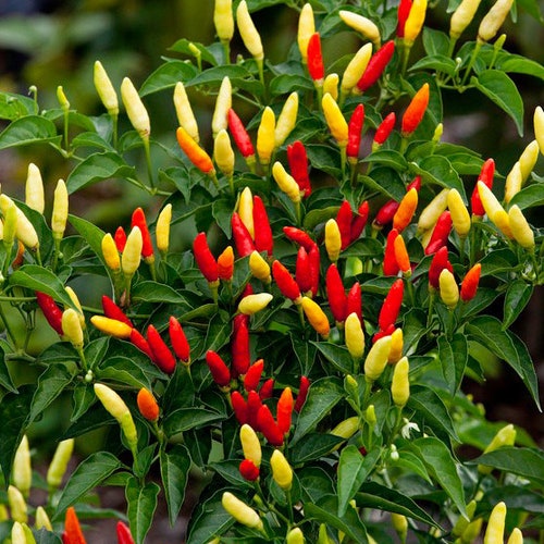 Tabasco Pepper Seeds - Etsy