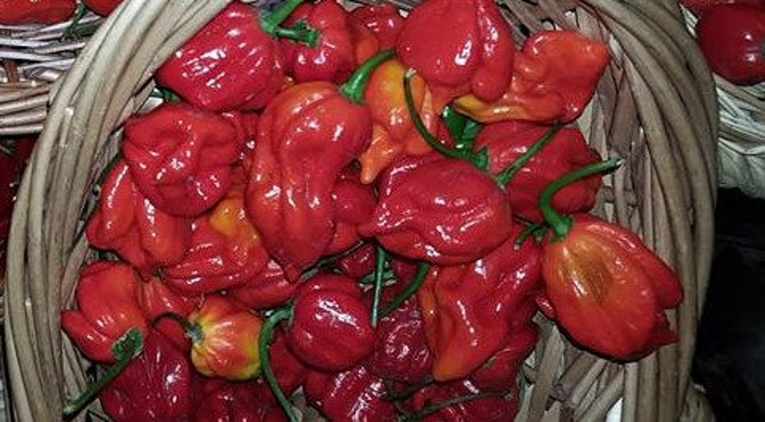 Naga Viper Pepper Seeds - Etsy