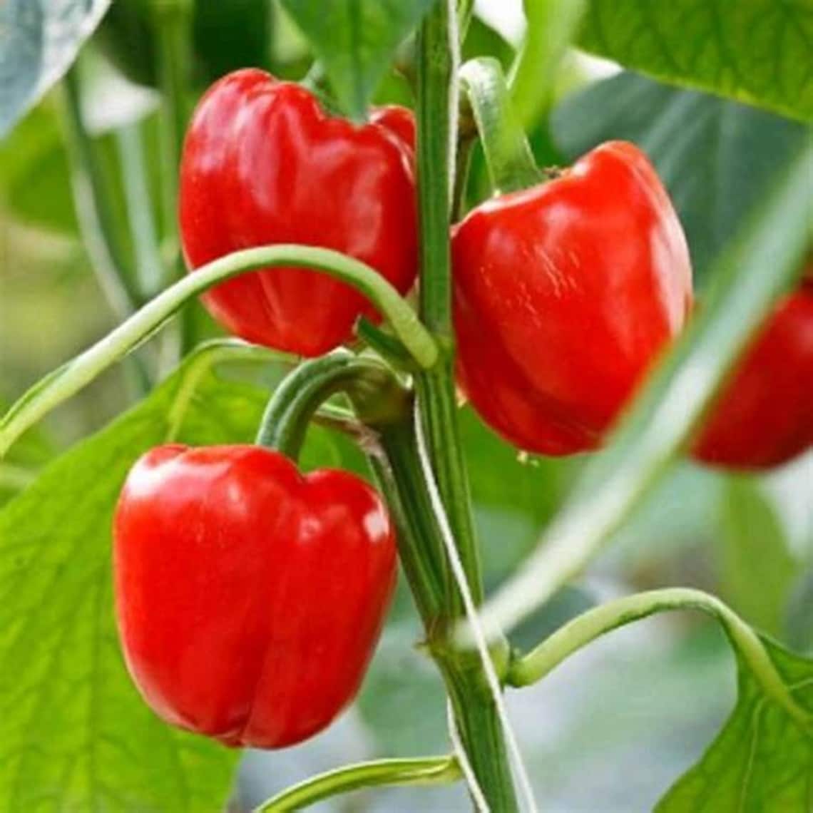 Malawi Piquante Pepper Seeds - Etsy