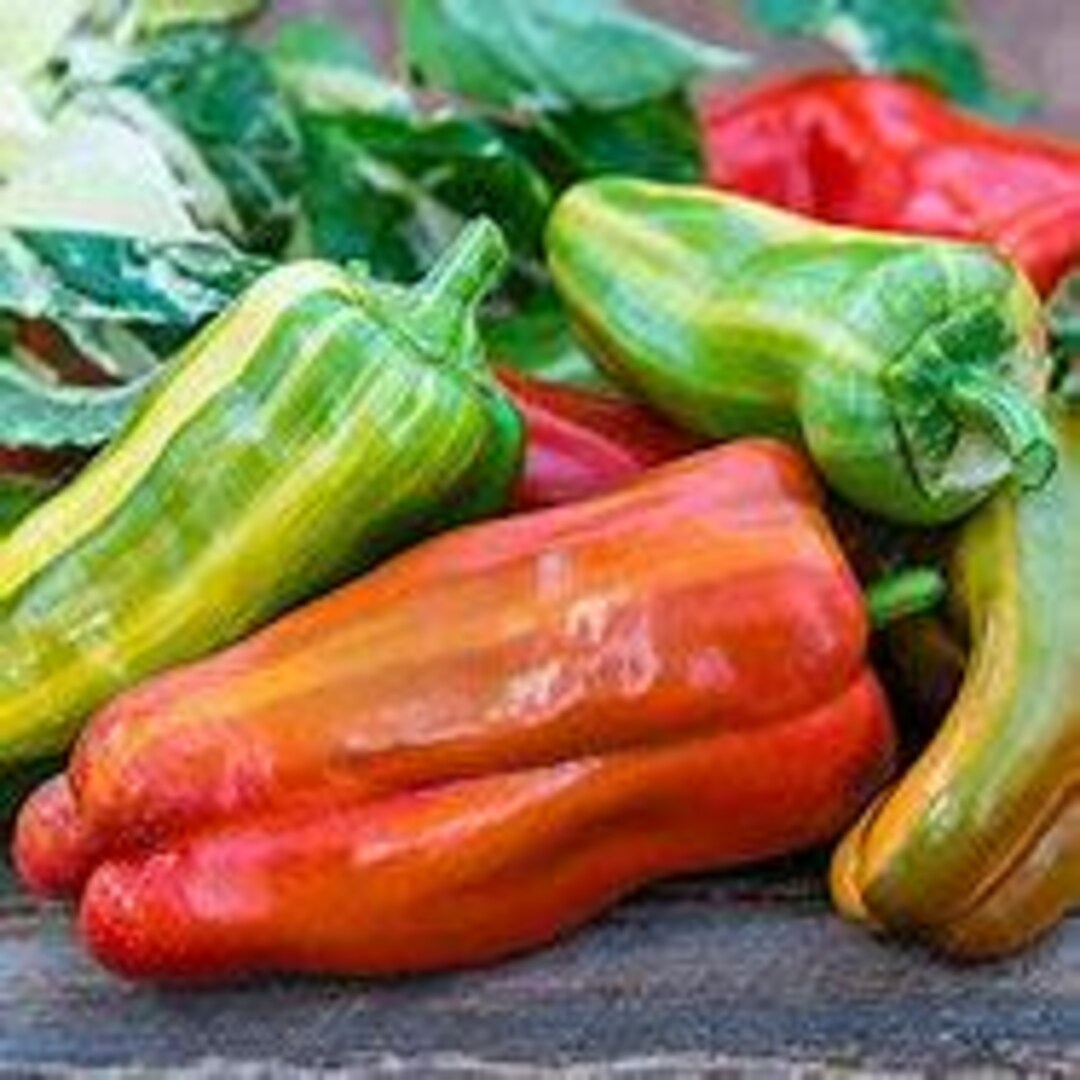 Candy Cane Pepper Seeds - Etsy