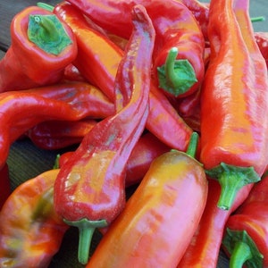 Georgia Flame Pepper Seeds - Etsy
