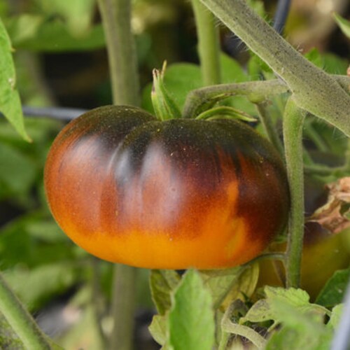 Lucid Gem Heirloom Tomato Premium Seed Packet - Etsy