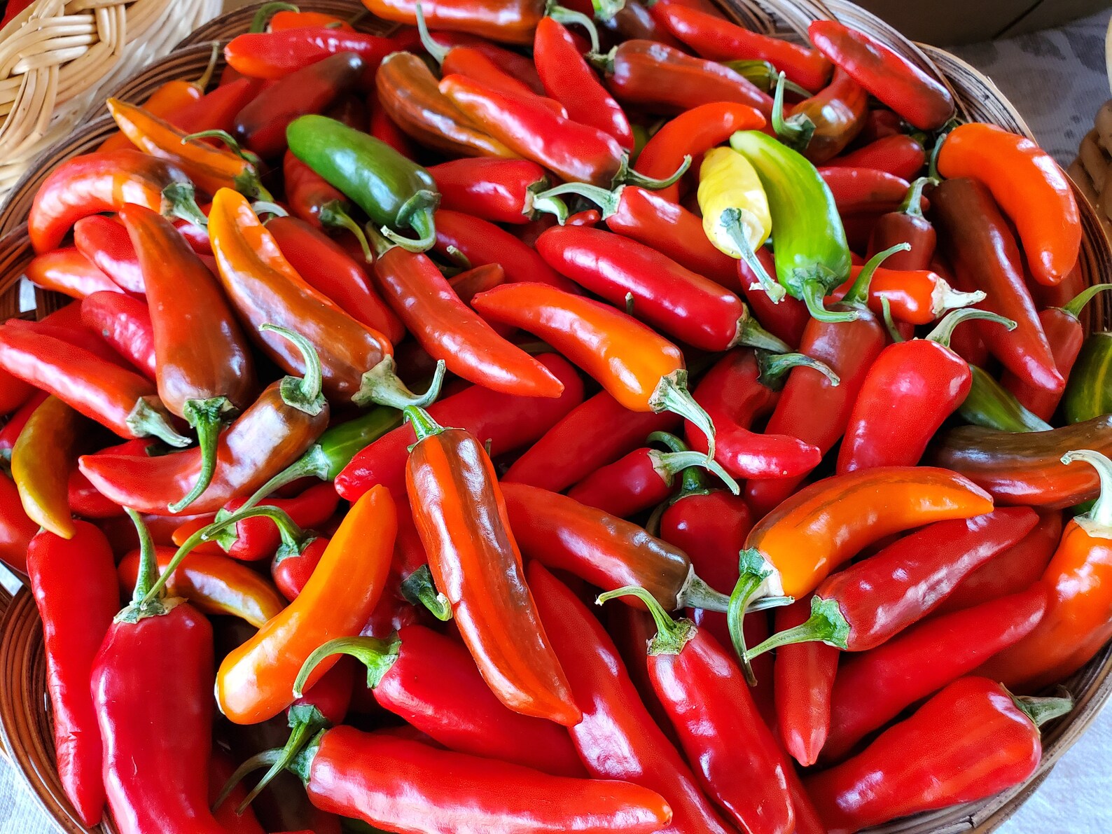 Fish Pepper Seeds - Etsy