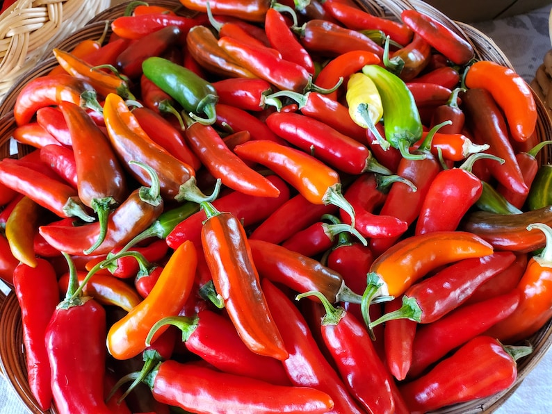 Fish Pepper Seeds - Etsy