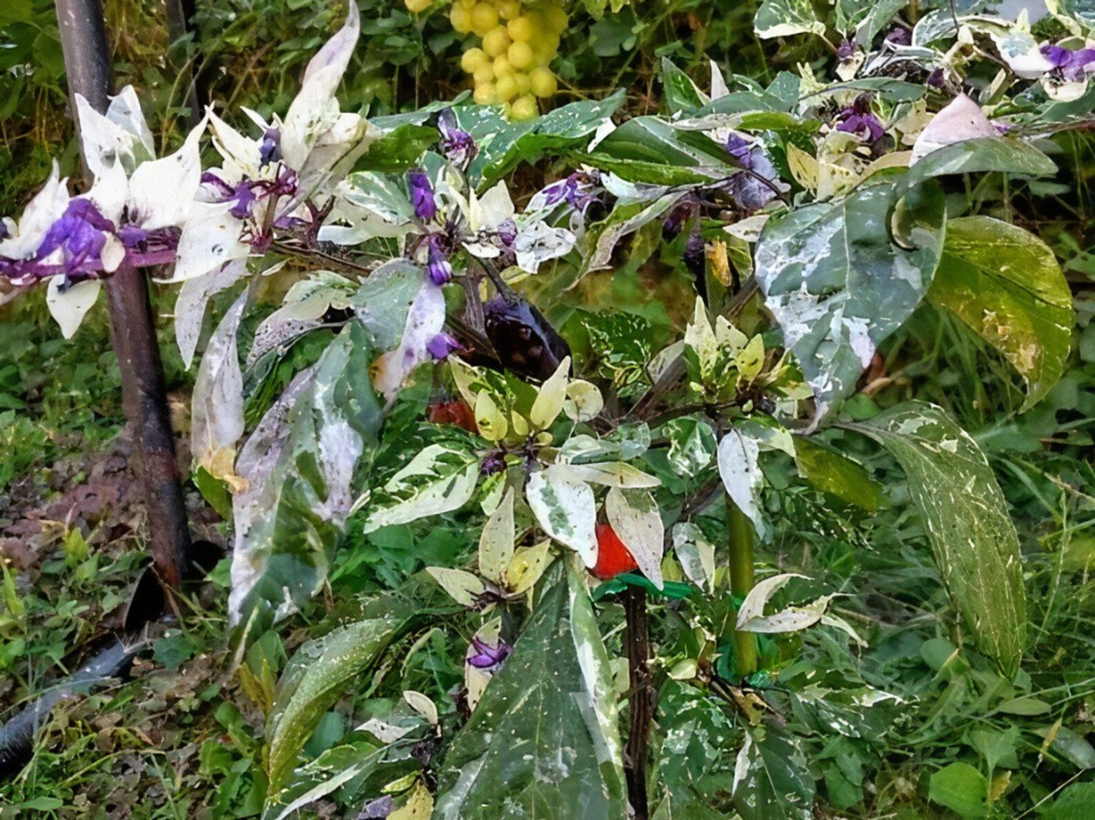 Jigsaw Pepper Seeds - Etsy