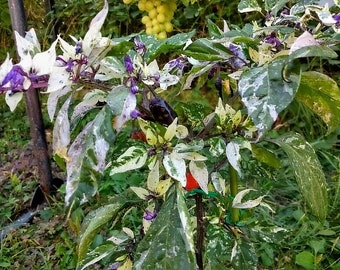 Calico Variegated Ornamental Hot Pepper Seeds - Etsy
