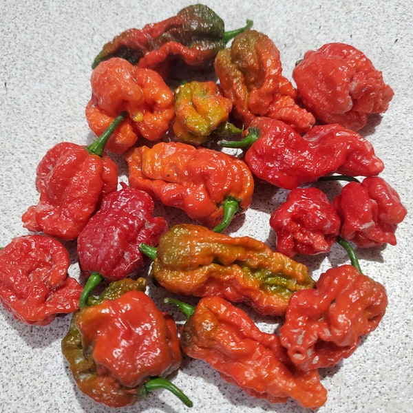 Dragon Breath Pepper Plants - Etsy