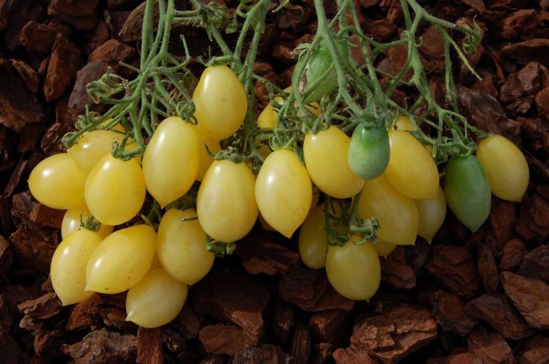 Barry's Crazy Cherry Tomato Seeds - Etsy