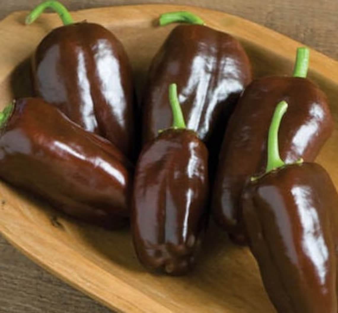 Chocolate Bell Sweet Pepper - Etsy