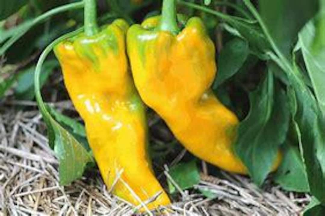 Golden Bullhorn Sweet Pepper Seeds - Etsy