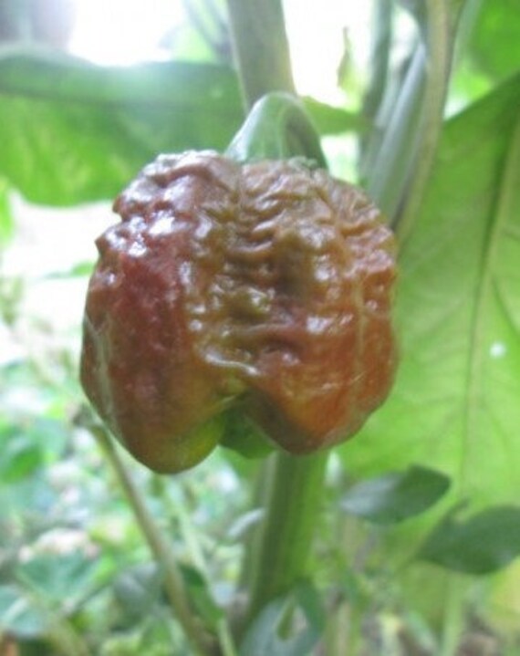 7 Pot Chocolate Brain Strain Pepper Seeds | Etsy