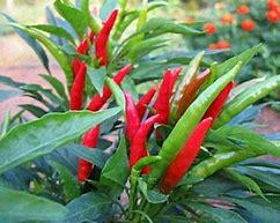 Thai Dragon Pepper Seeds - Etsy