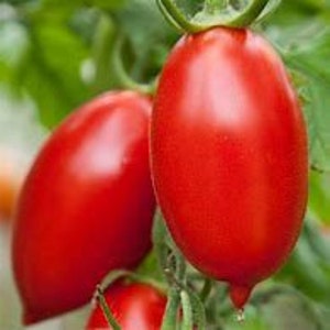 Amish Paste Tomato Seeds - Etsy