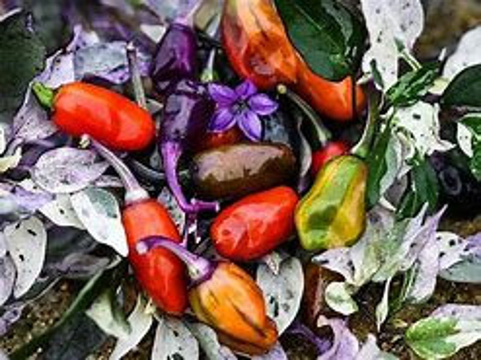 Jigsaw Pepper Seeds - Etsy