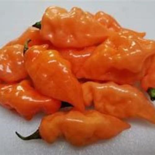 Florida Grove Pepper Seeds Super Hot Florida Firecracker Wild - Etsy